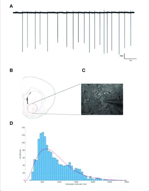 A Representative Trace Of A Tonically Firing Cholinergic