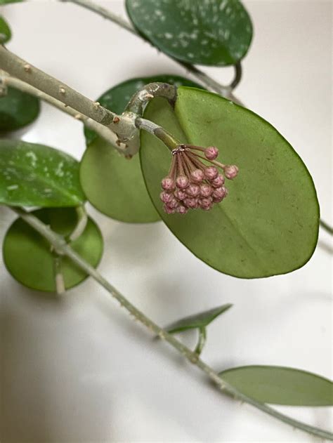 Hoya Obovata 6 Expert Care Flowering And Propagation Tips
