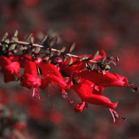 Valentine Bush Star Nursery Garden And Rock Centers