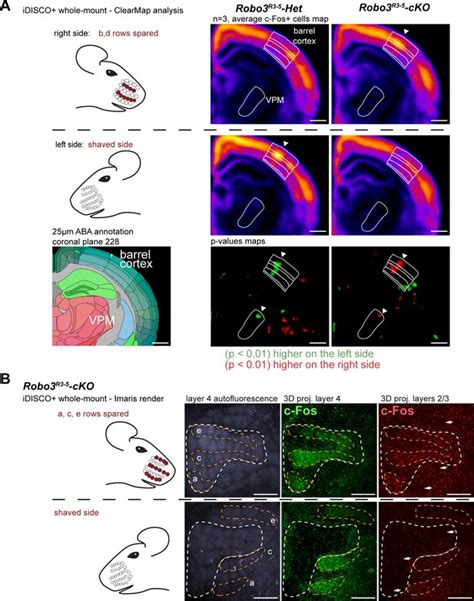 Figures And Data In A Mutant With Bilateral Whisker To Barrel Inputs Unveils Somatosensory