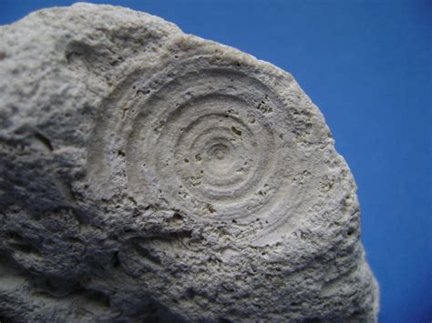 Mold Fossil Easy Definition At Ilene Haase Blog