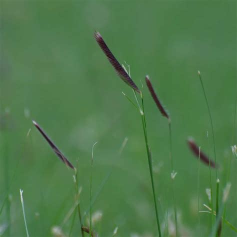 Native Turf Seed Texas Native Lawn Seed