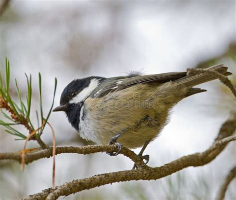 It Is A Small Bird Species Identified As The Pine Tit Periparus Ater