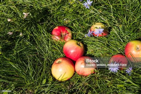 녹색 잔디에 보라색과 물 방울과 빨간 사과 닫고 공간을 복사 0명에 대한 스톡 사진 및 기타 이미지 0명 가을 건강한 식생활 Istock