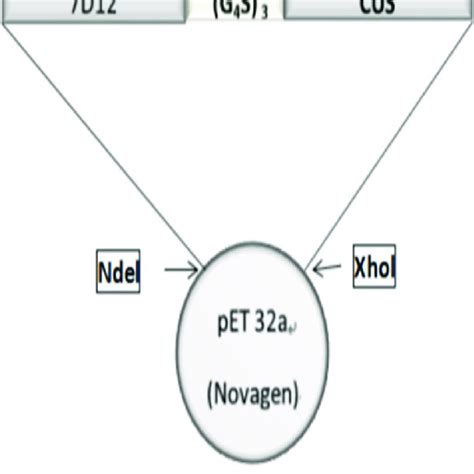 Egfr Expression On Cell Lines Egfr Expression On A549 A Hepg2 B