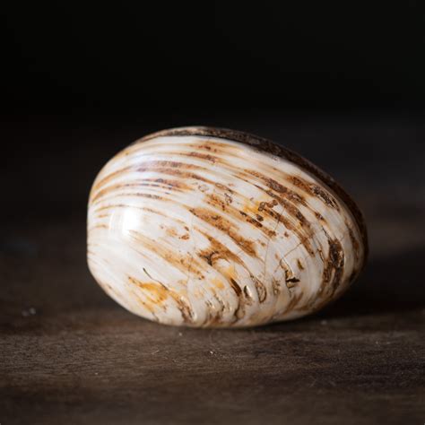 Rare Fossilized Clam Shell — The Good Bower