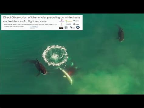 DNA Confirms Orcas Prey Upon One Of Australia S Deadliest Marine Predators ScienceAlert