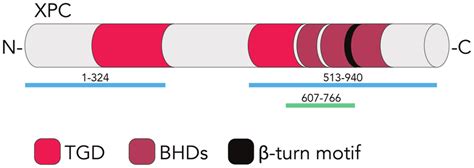 Interaction Of Xpc Protein With Histone H3 The Domain Structure Of