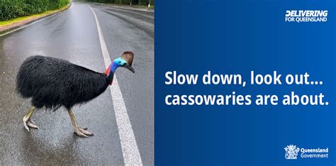 New Road Safety Campaign To Protect Cassowaries This Tourist Season