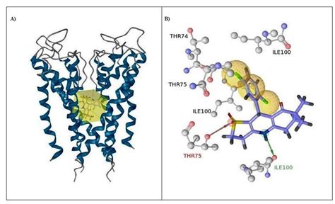Binding Conformation Of Compound 9 And The Space Occupied In The 1bl8