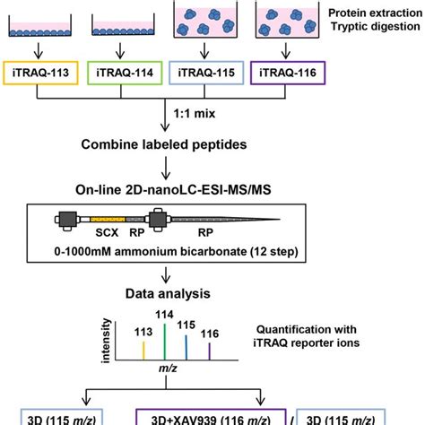 Work Flow For Itraq Based Quantitative Proteomic Experiment Download