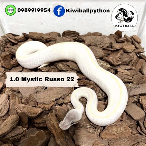 แจ้งปิดค่า อะไหล่สุดโหดมาแล้วค่า 🔴 1 0 Kiwi Ball Python