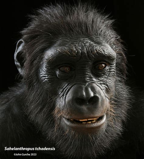 Hall Of Human Origins Mchenry County College