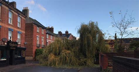 Car Crushed By Fallen Tree As Police Attend Exeter Scene In Pictures Devon Live