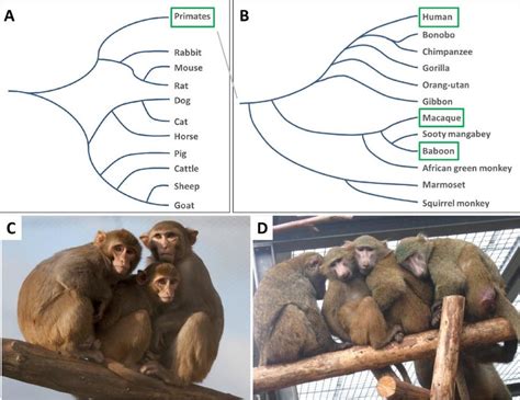 Figure S1 Non Human Primates In Basic And Translational Research A Download Scientific