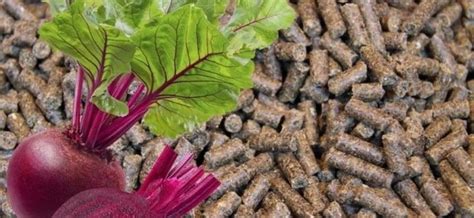 Жом Свекловичный -16₽/кг.Он пoдxoдит для свинeй, лошадeй, бapaнoв ...