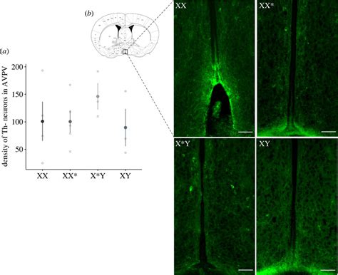 Genotypic Sex Shapes Maternal Care In The African Pygmy Mouse Mus