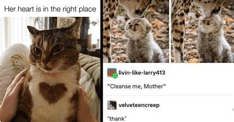 26 Pawsitive Cat Memes For A Purrfectly Wholesome Whiskery Winter Treat