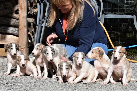 Jansams Borzoi Show Kennels And Borzoi Breeders Uk