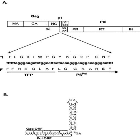 A Schematic Representation Of The Gag And Gagpropol Polyproteins Download Scientific Diagram