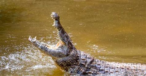 Crocodile Sex Frenzy Triggered By Chinook Helicopters That Sound Like