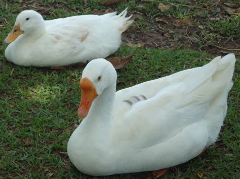 HAPPY FLYING: PATOS