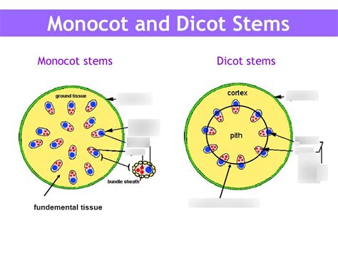 Vascular Cambium Monocot Internal Structure Of Dicot Stem Sunflower