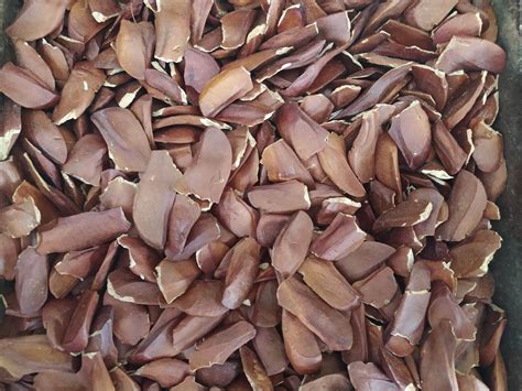 Biji Mahoni Kering 1 Kg Lazada Indonesia