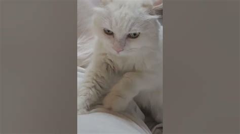 열심히 해 ~더 열심히 맛사지하는 귀염둥이네요 찐빵이 Youtube