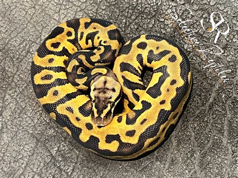 Het Clown Arroyo Leopard Pastel Enchi Poss Fire Ball Python by ...