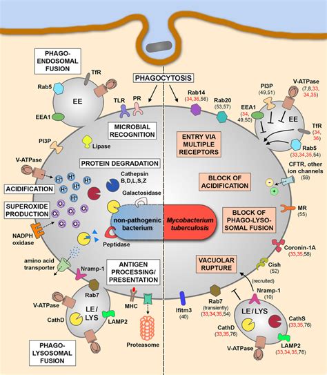 Non Pathogenic Microorganisms
