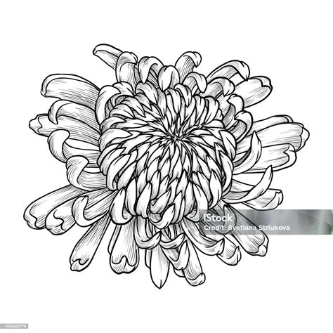 Hand Drawn Chrysanthemum Flower Vector Illustration Isolated On White
