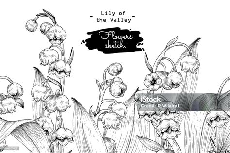 스케치 플로럴 장식 세트 계곡 꽃 도면의 백합 흰색 배경에 고립 된 라인 아트와 흑백 손으로 그린 식물 삽화 요소 벡터입니다 0명에 대한 스톡 벡터 아트 및 기타 이미지