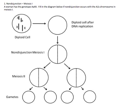 Solved Nondisjunction Meiosis A Woman Has The Genotype Chegg Com