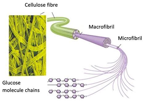 Cellulose A Biodegradable Natural And Versatile Product Comindex
