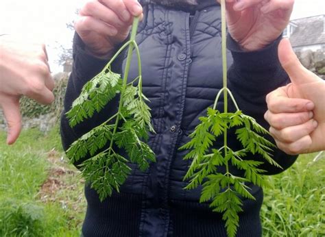 Is Wild Parsley Edible