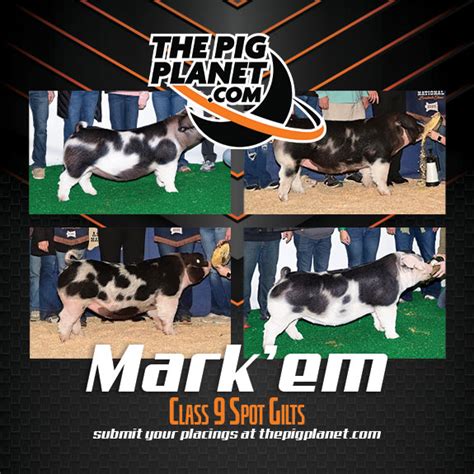 Judging Contest The Pig Planet