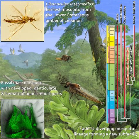 The Earliest Fossil Mosquito Current Biology The Earliest Fossil Mosquito Current Biology