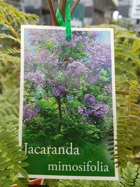 Jacaranda Garden Room Garden Bush