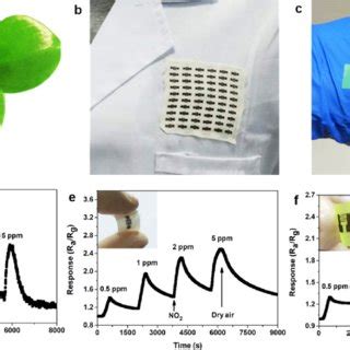 Photographs Of The Gas Sensor Array Prepared On A Living Plant Leaf Download Scientific