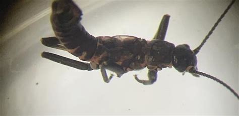 Allocapnia Ozarkana Allocapnia Bugguide Net