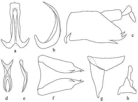 Drabescoides Longiarma Li And Li 2010 A Aedeagus In Dorsal View Download Scientific Diagram
