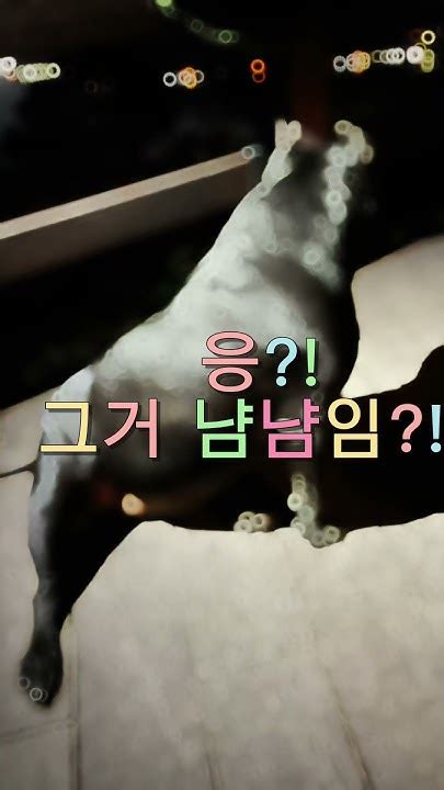 반려견이랑 첫 백패킹 도전기 Youtube