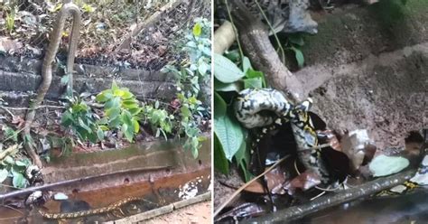 Huge King Cobra And Python Trying To Kill Each Other Inside Dairy Farm Drain R Singaporer