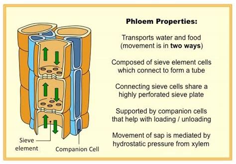 Phloem Structure Function And Sieve Elements Classnotesng