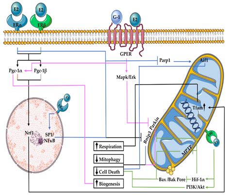 Oestrogenic Regulation Of Mitochondrial Dynamics