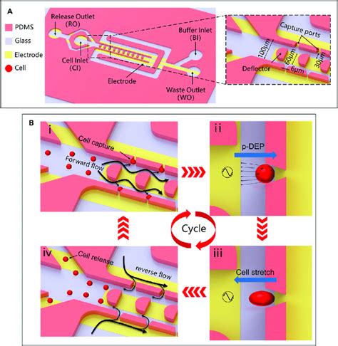 Structure And Working Principle Of The Microfluidic Device A