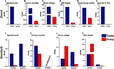 Gene Expression In Rpkm Fpkm Obtained From Gonad Transcriptome Data Of Download Scientific