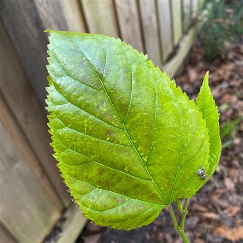 Black Spots On My Black Mulberry Leaves