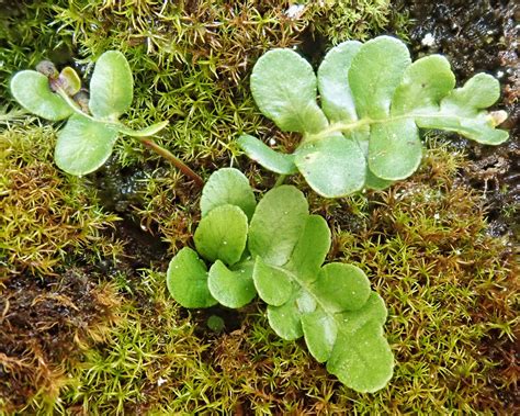 Polypodiaceae 10 000 Things Of The Pacific Northwest